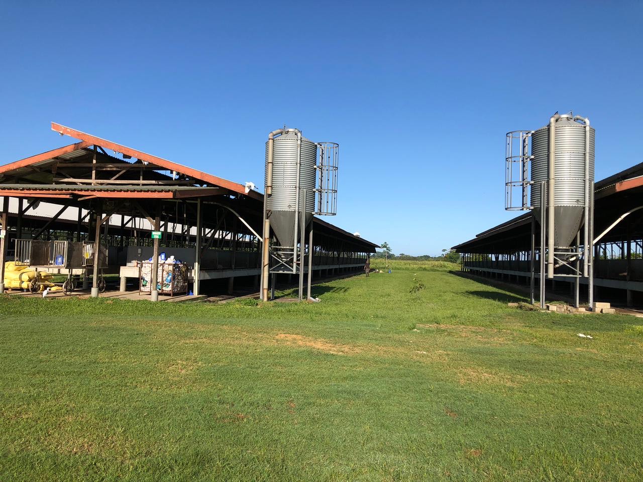 Suriname Pigfarms