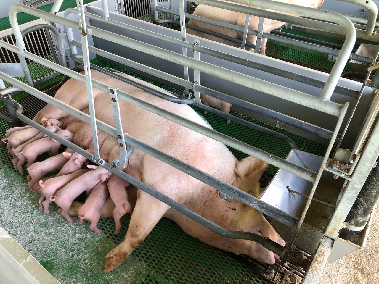 Suriname Pigfarms